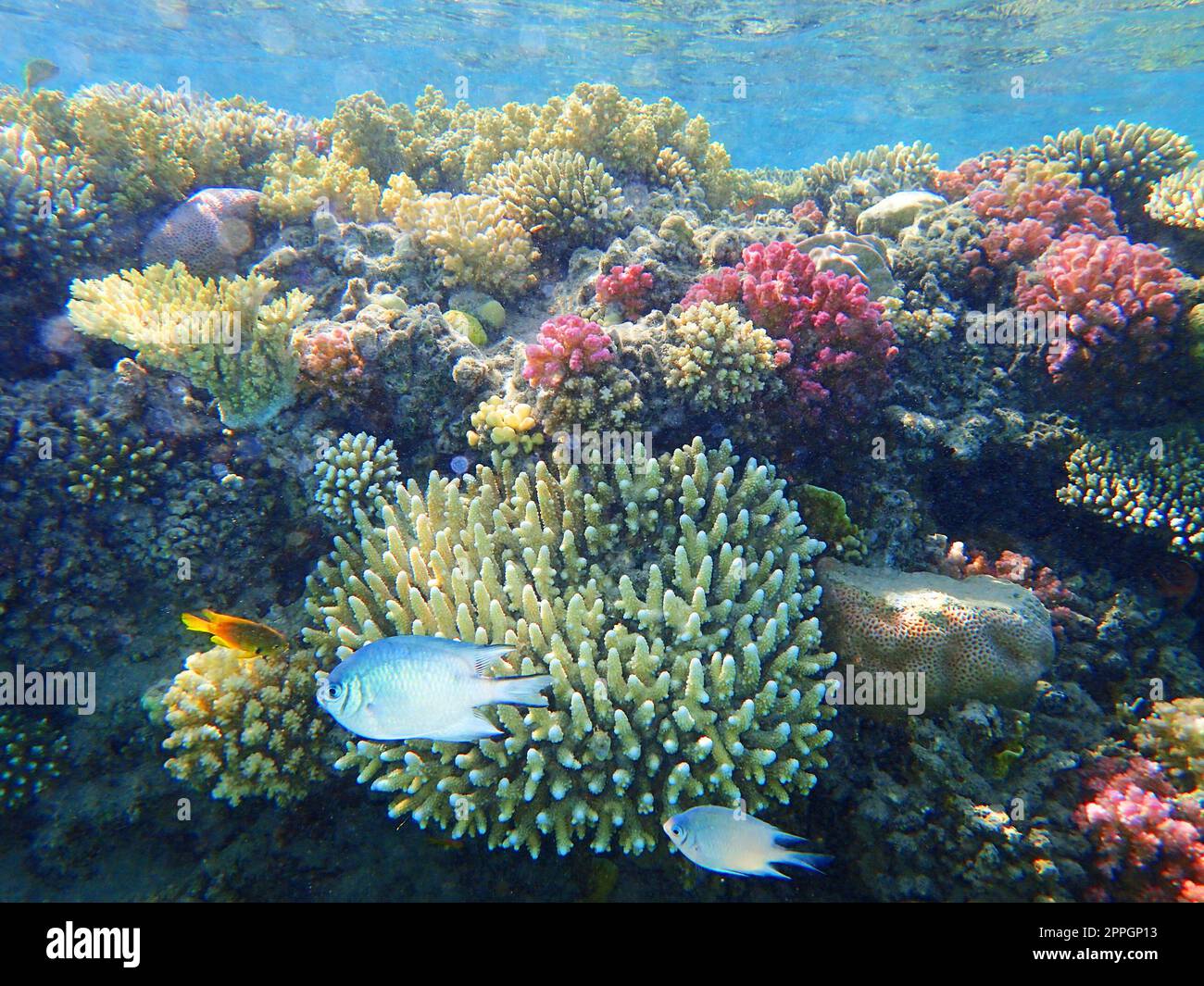 coral reef in egypt as nice natural landscape Stock Photo - Alamy