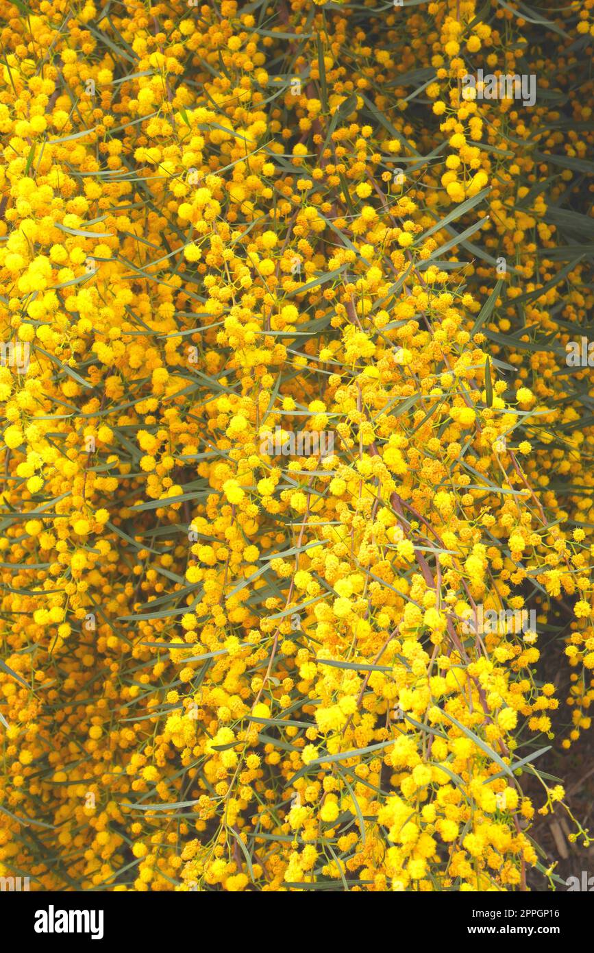 Acacia pycnantha, golden wattle, an Australian shrub species growing in ...