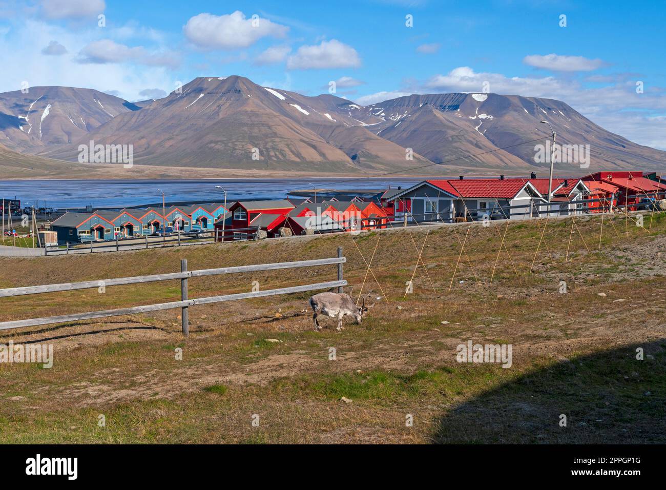 Reindeer Feeding in the Town Stock Photo - Alamy