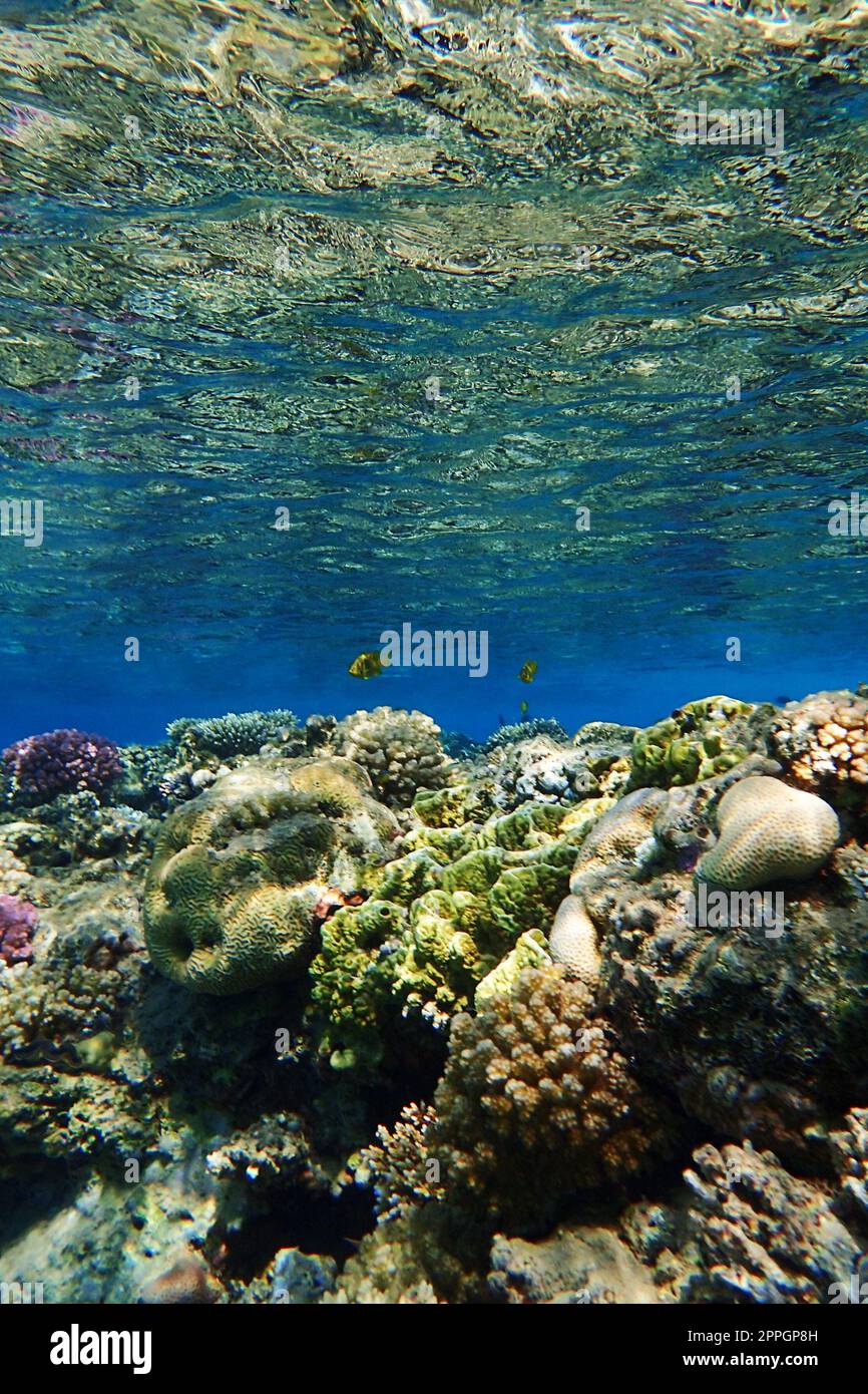 Nice corals reef fish hi-res stock photography and images - Alamy