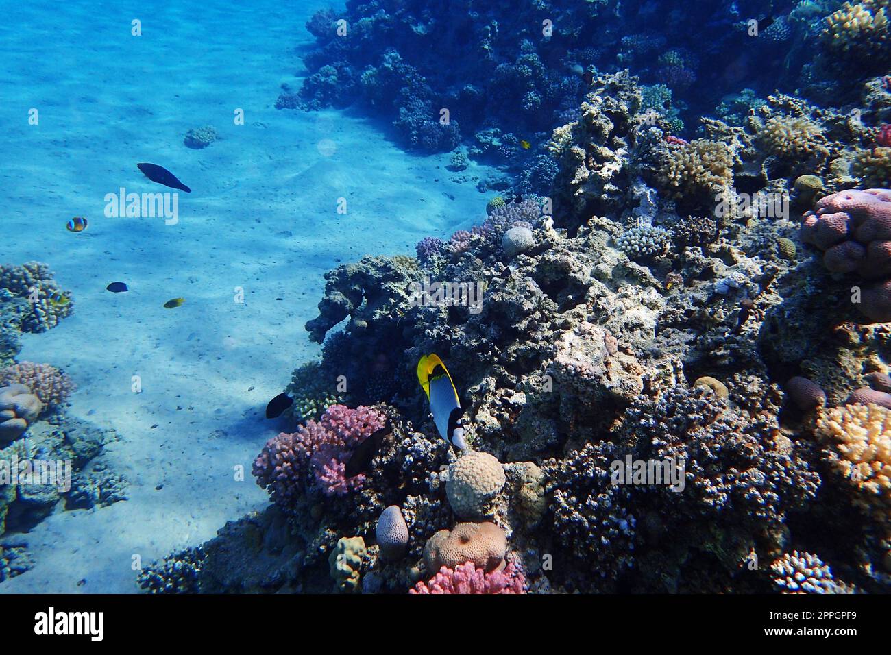 coral reef in egypt as nice natural landscape Stock Photo - Alamy