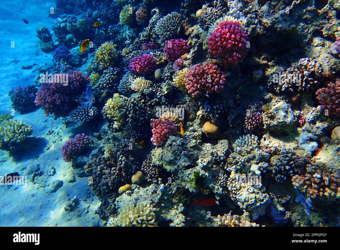 Nice corals reef fish hi-res stock photography and images - Alamy