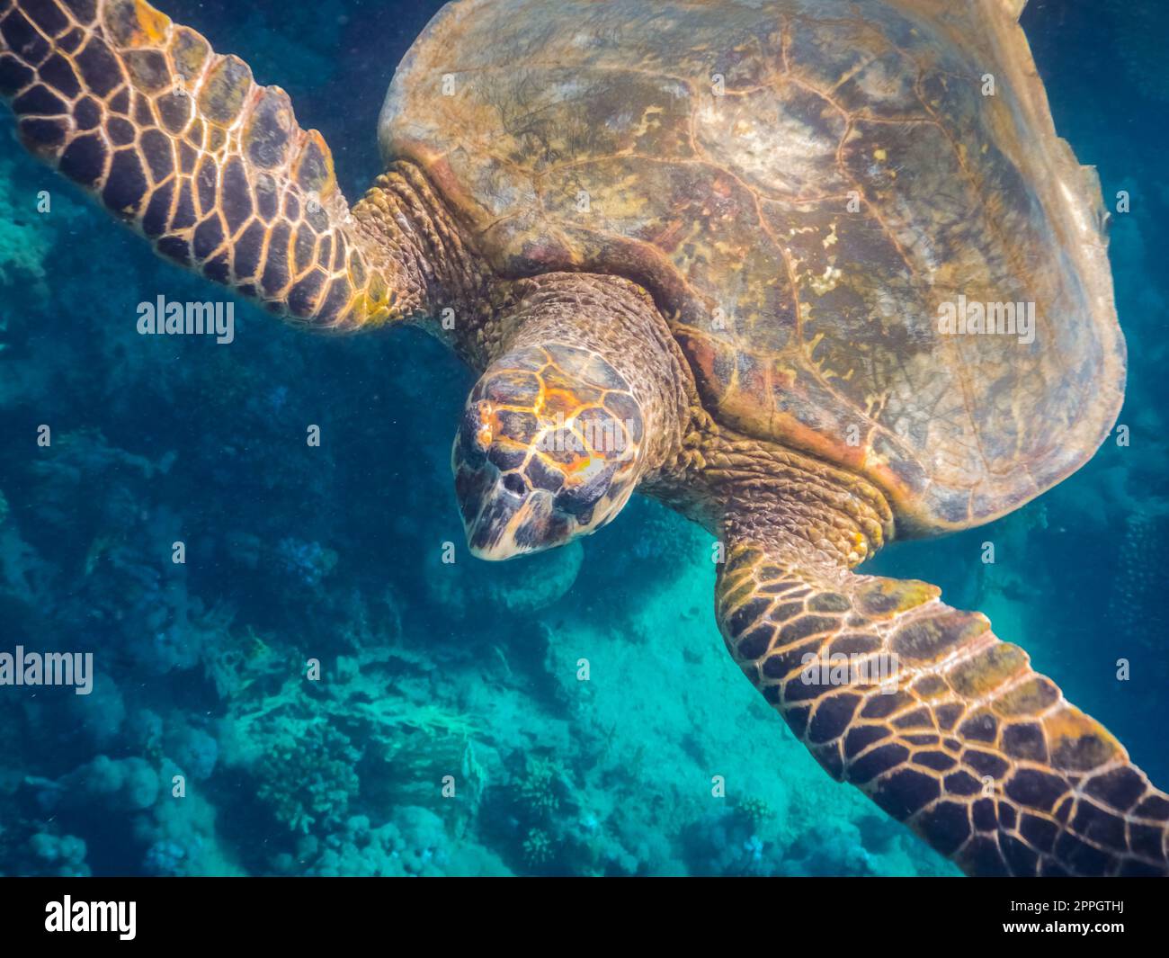Turtle view hi-res stock photography and images - Alamy