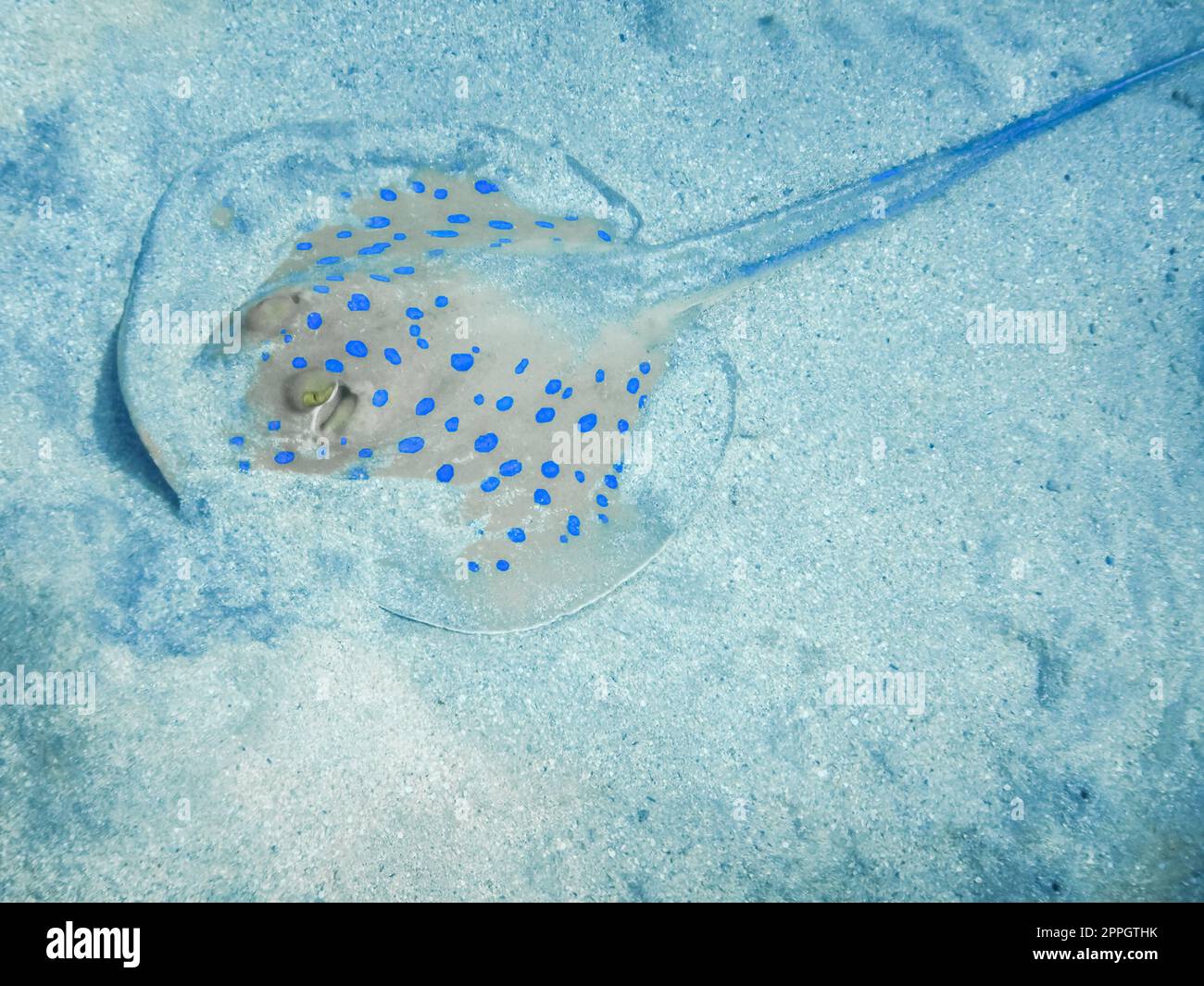 Blue spotted boxfish hi-res stock photography and images - Alamy