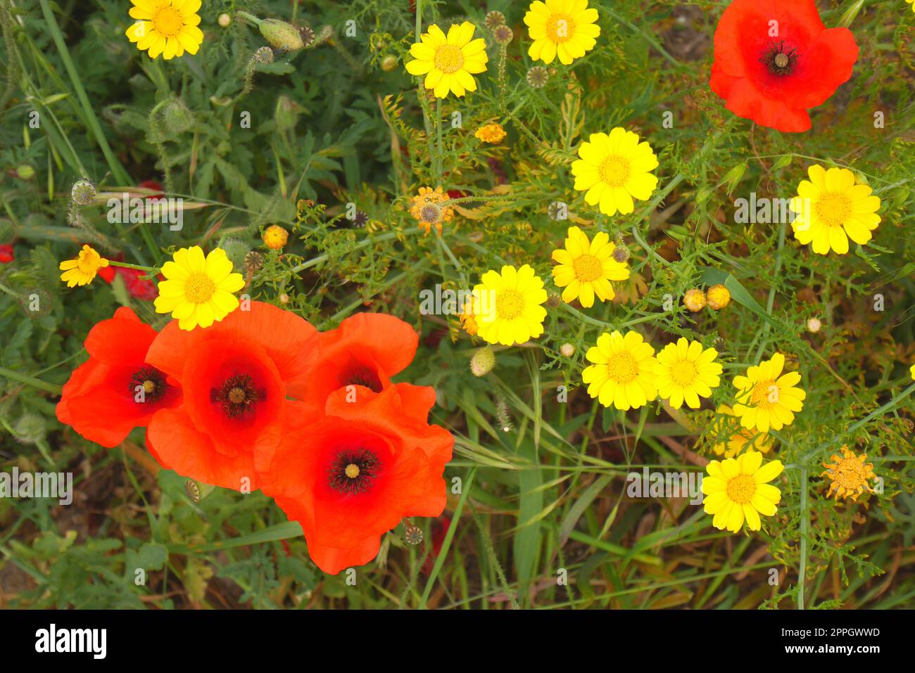 Red flowered corn poppies (papaver rhoeas) and yellow Glebionis ...
