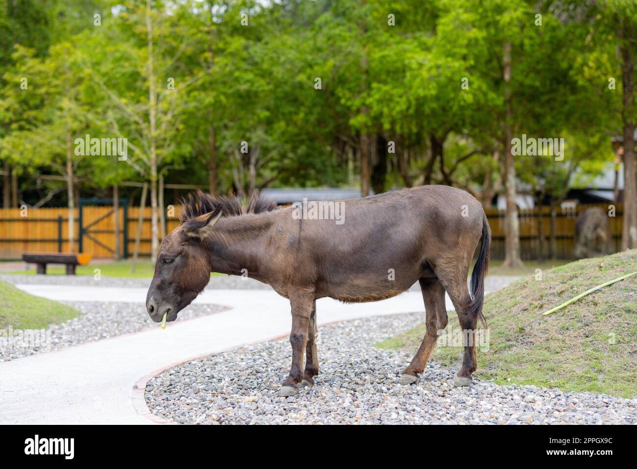 Donkey at farm hi-res stock photography and images - Alamy
