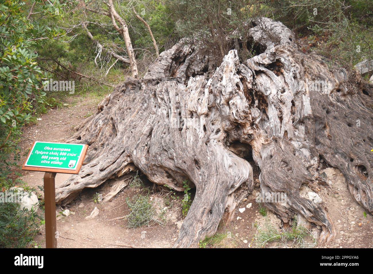 Stump of an 800 year old olive tree, Olea europaea, Avakas Gorge ...