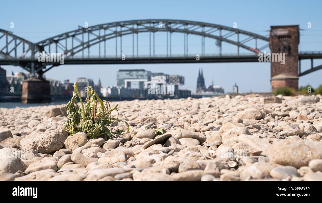 Drought in Germany, low water on Rhine river Stock Photo - Alamy