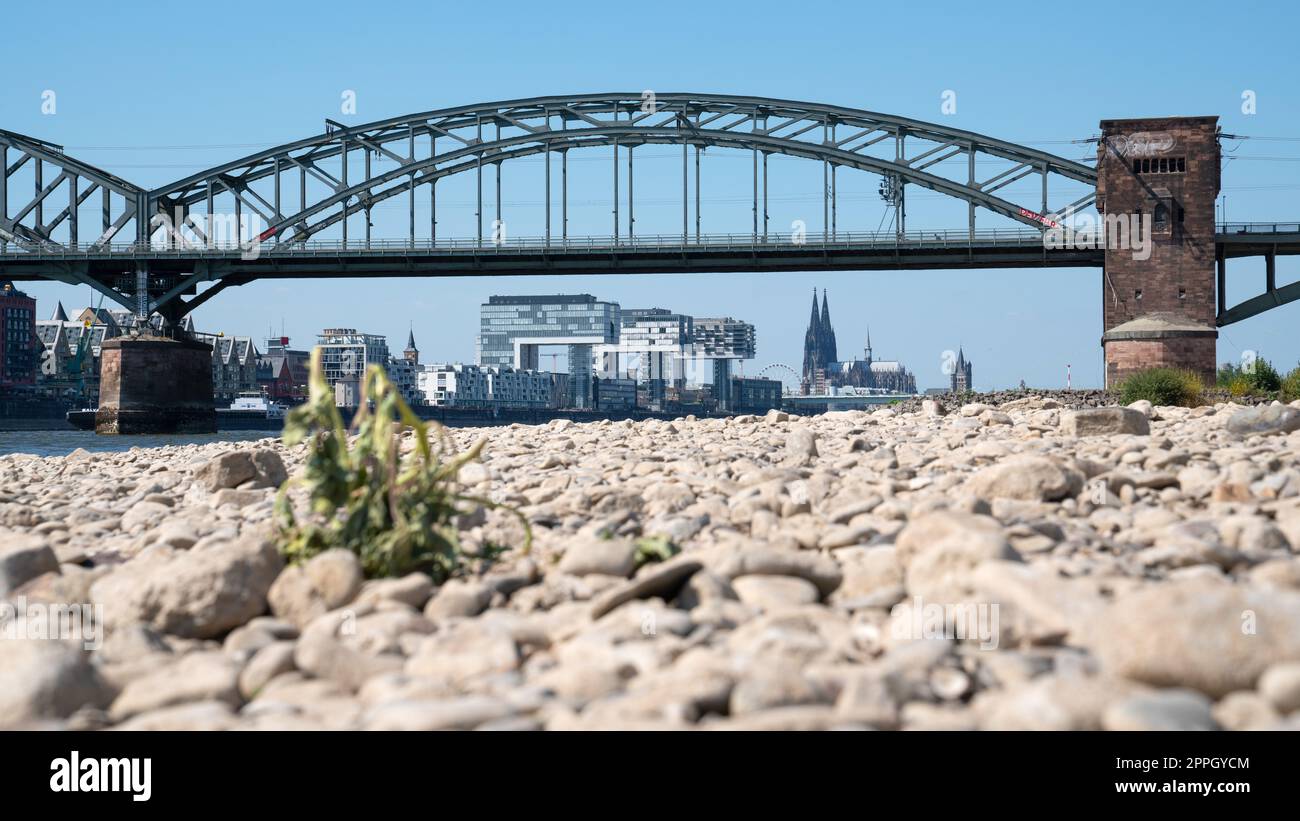 Drought in Germany, low water on Rhine river Stock Photo - Alamy