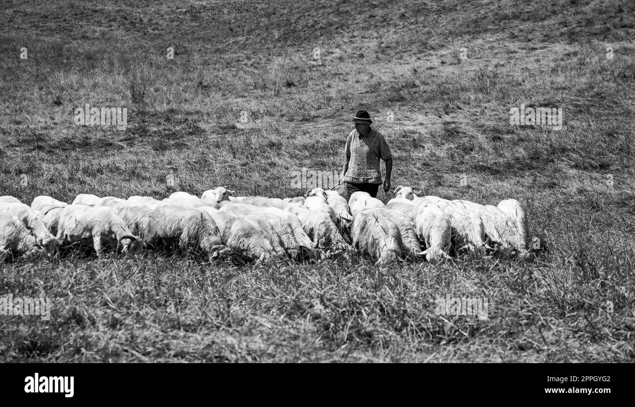 Herding sheep Black and White Stock Photos & Images - Alamy