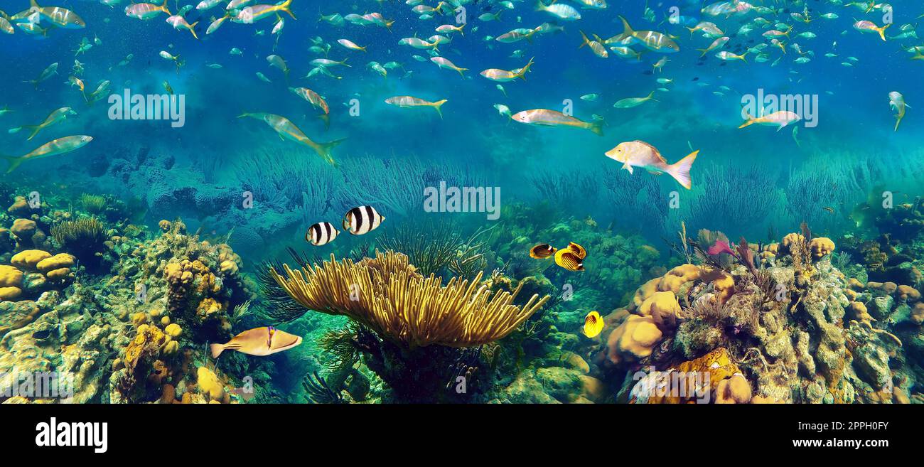 Colorful coral reef with many fishes and sea turtle. The people at ...