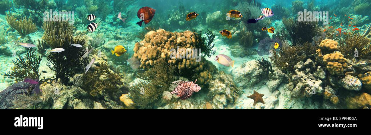Colorful coral reef with many fishes and sea turtle. The people at ...
