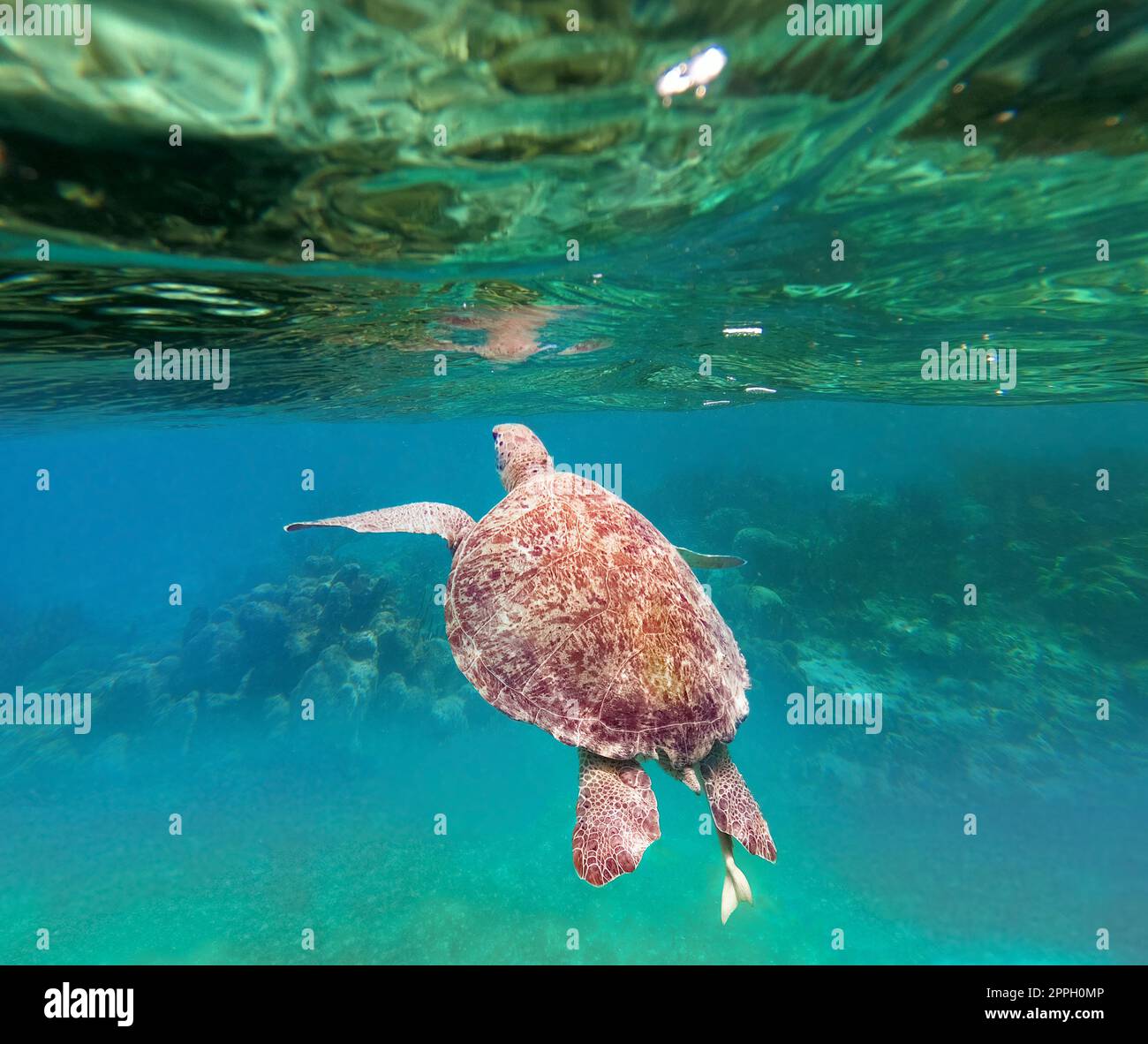 Young Hawksbill Turtle swimming along in Nassau, Bahamas Stock Photo ...