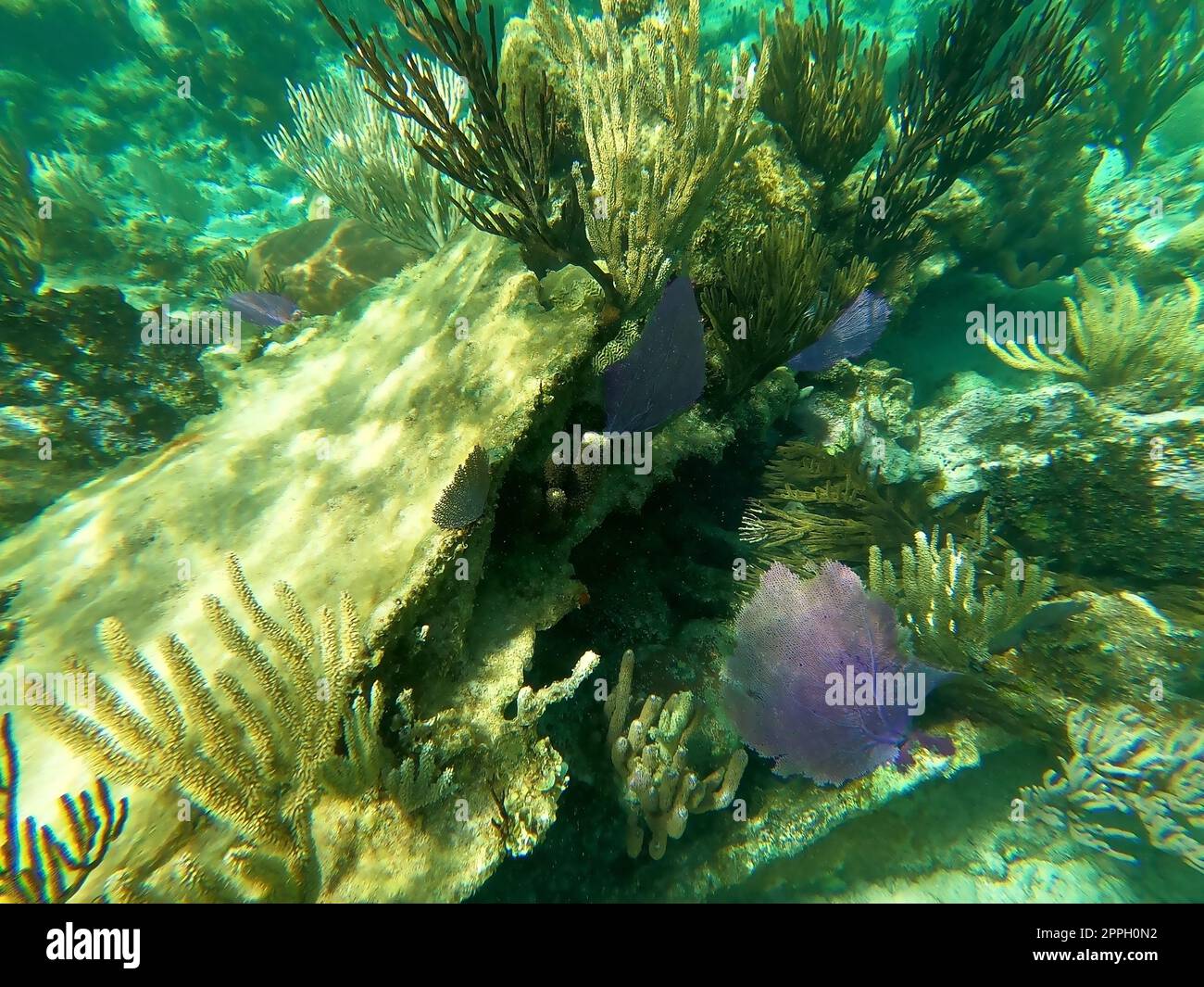 Sunken ship under the sea. Beautifiul underwater colorful coral reef at ...