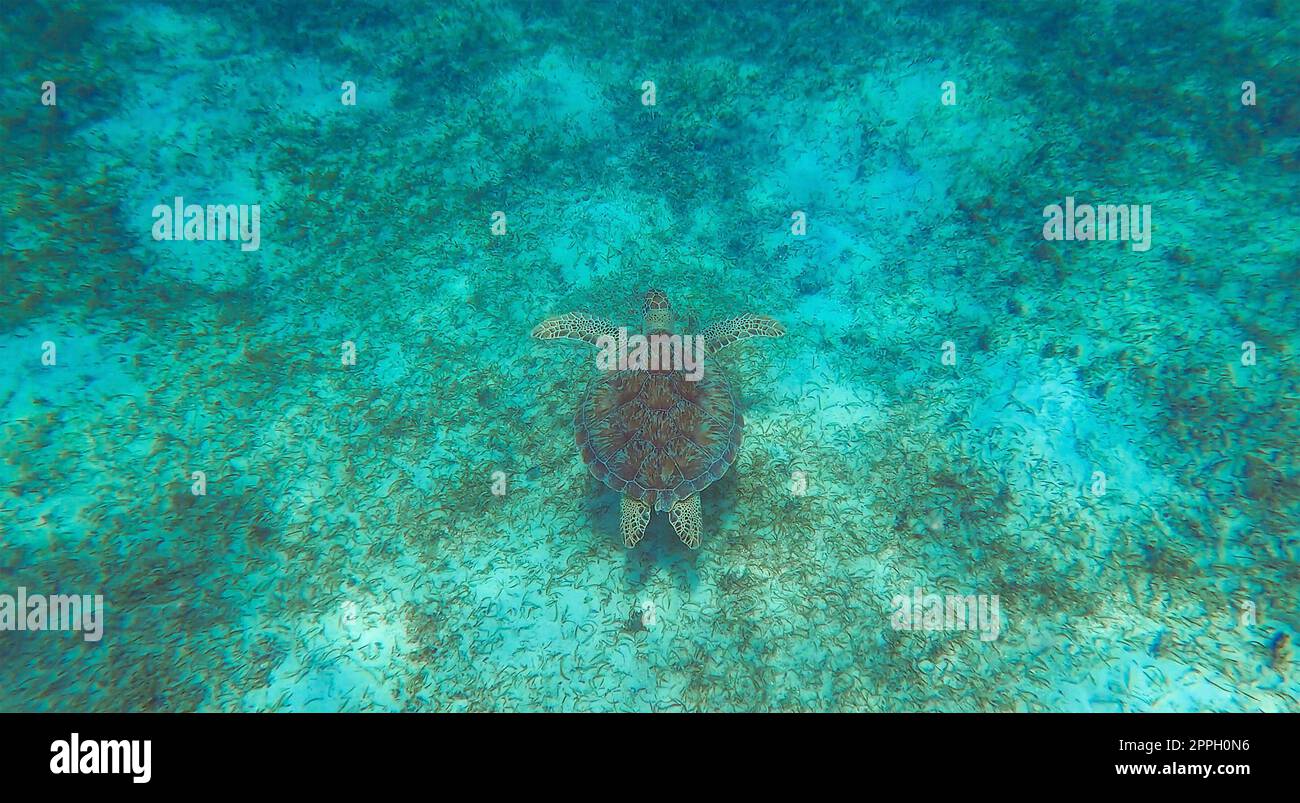 Young Hawksbill Turtle swimming along in Nassau, Bahamas Stock Photo ...