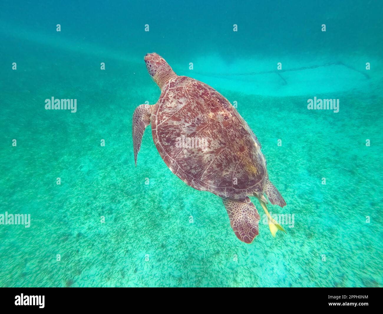 Young Hawksbill Turtle swimming along in Nassau, Bahamas Stock Photo ...