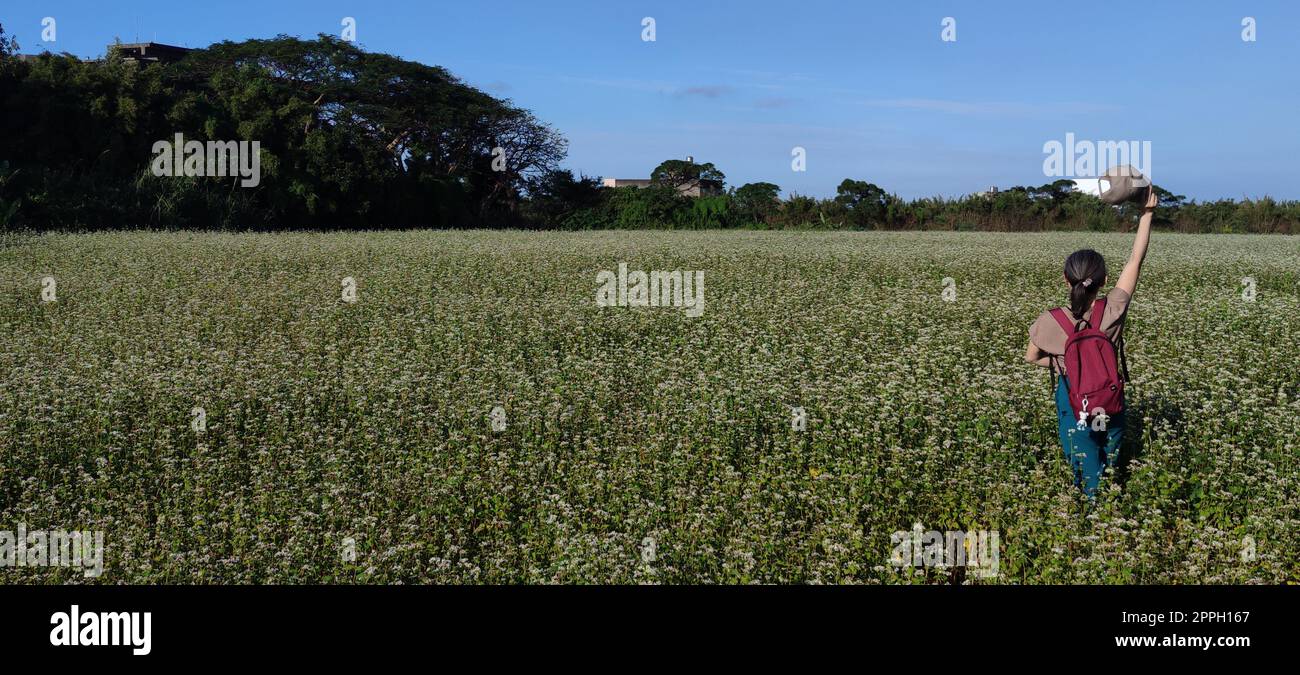 sunny view of beautiful Buckwheat flowers, Dayuan, Taoyuan, Taiwan ...