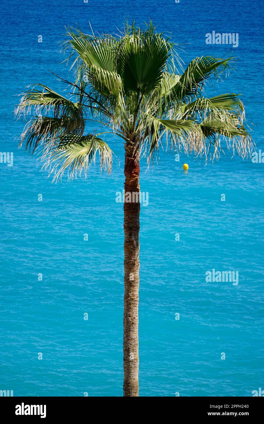 Second palm tree hi-res stock photography and images - Alamy