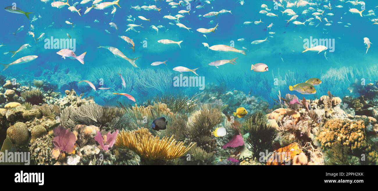 Colorful coral reef with many fishes at the Caribbean Sea at Honeymoon ...