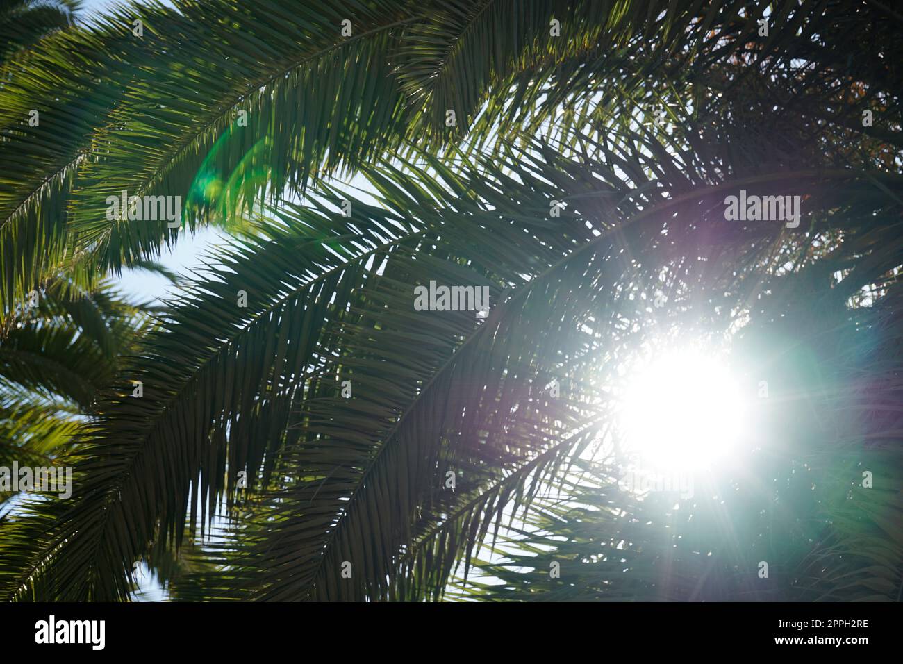 Sun shining through tropical palm hi-res stock photography and images ...