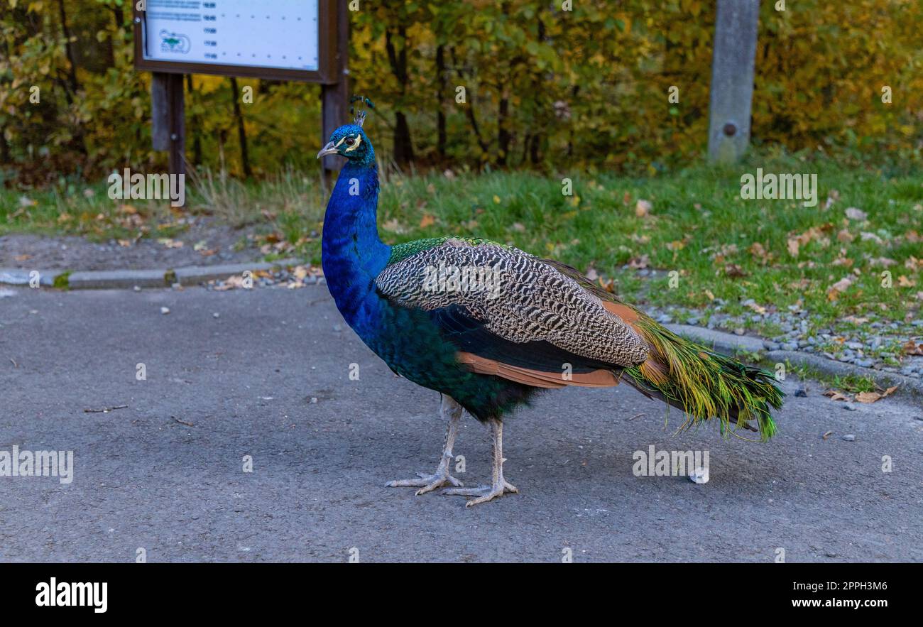 Zoo peafowl hi-res stock photography and images - Alamy