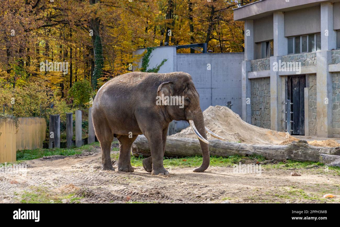 Elephant tusks log hi-res stock photography and images - Alamy