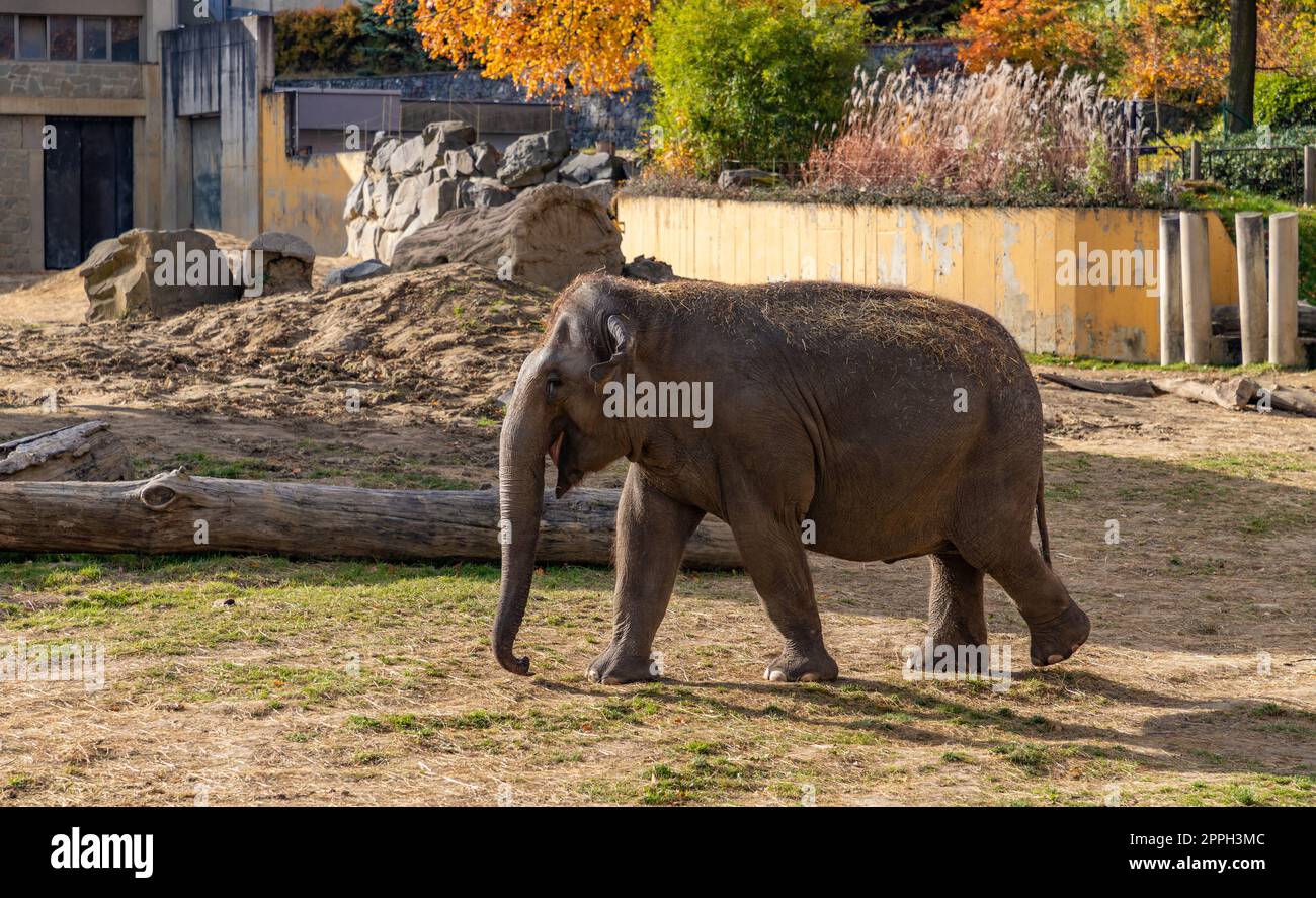 Elephant asian hi-res stock photography and images - Alamy