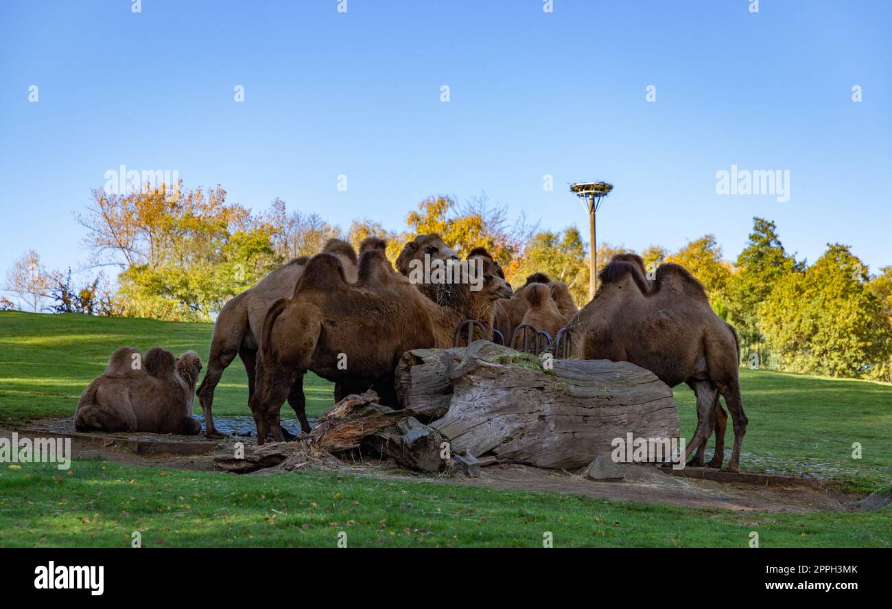 Bactrian camels hi-res stock photography and images - Alamy
