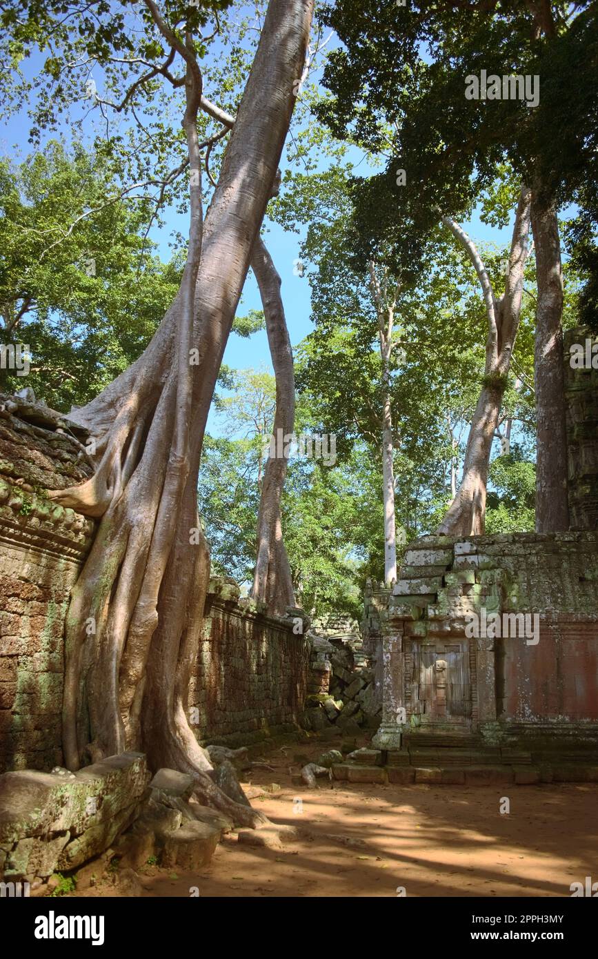 Gigantic tree growing over a wall on the inner courtyard of Ta Prohm ...