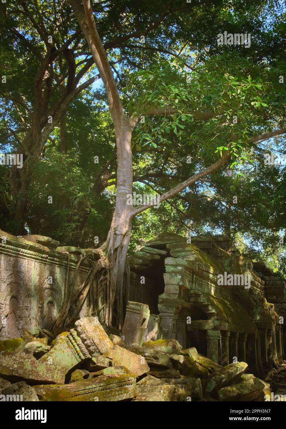 Large tree growing over a wall on the outer gallery of Ta Prohm temple ...