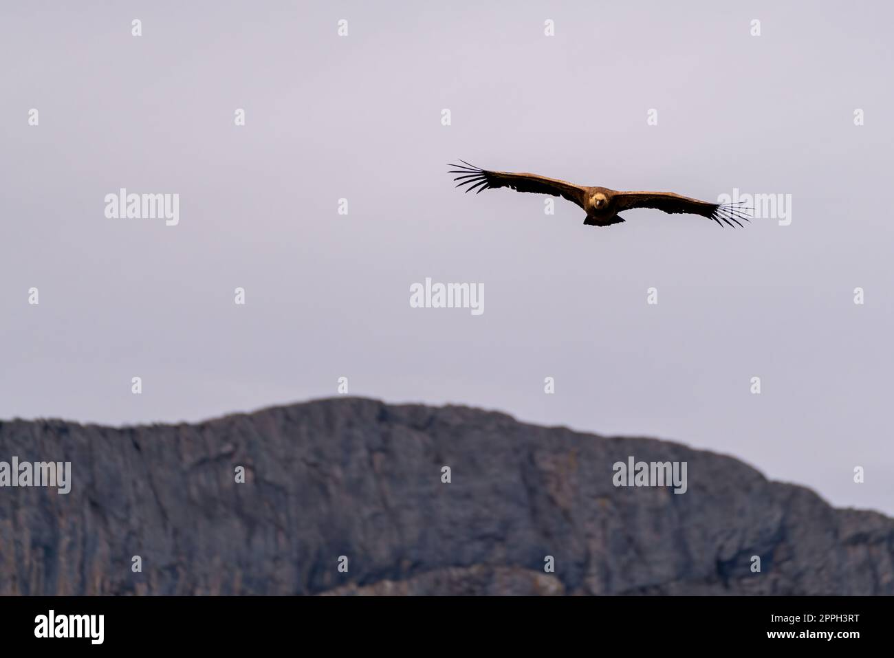 Raptor soaring hi-res stock photography and images - Alamy