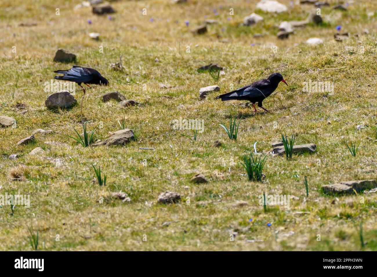 Crows foot hi-res stock photography and images - Alamy