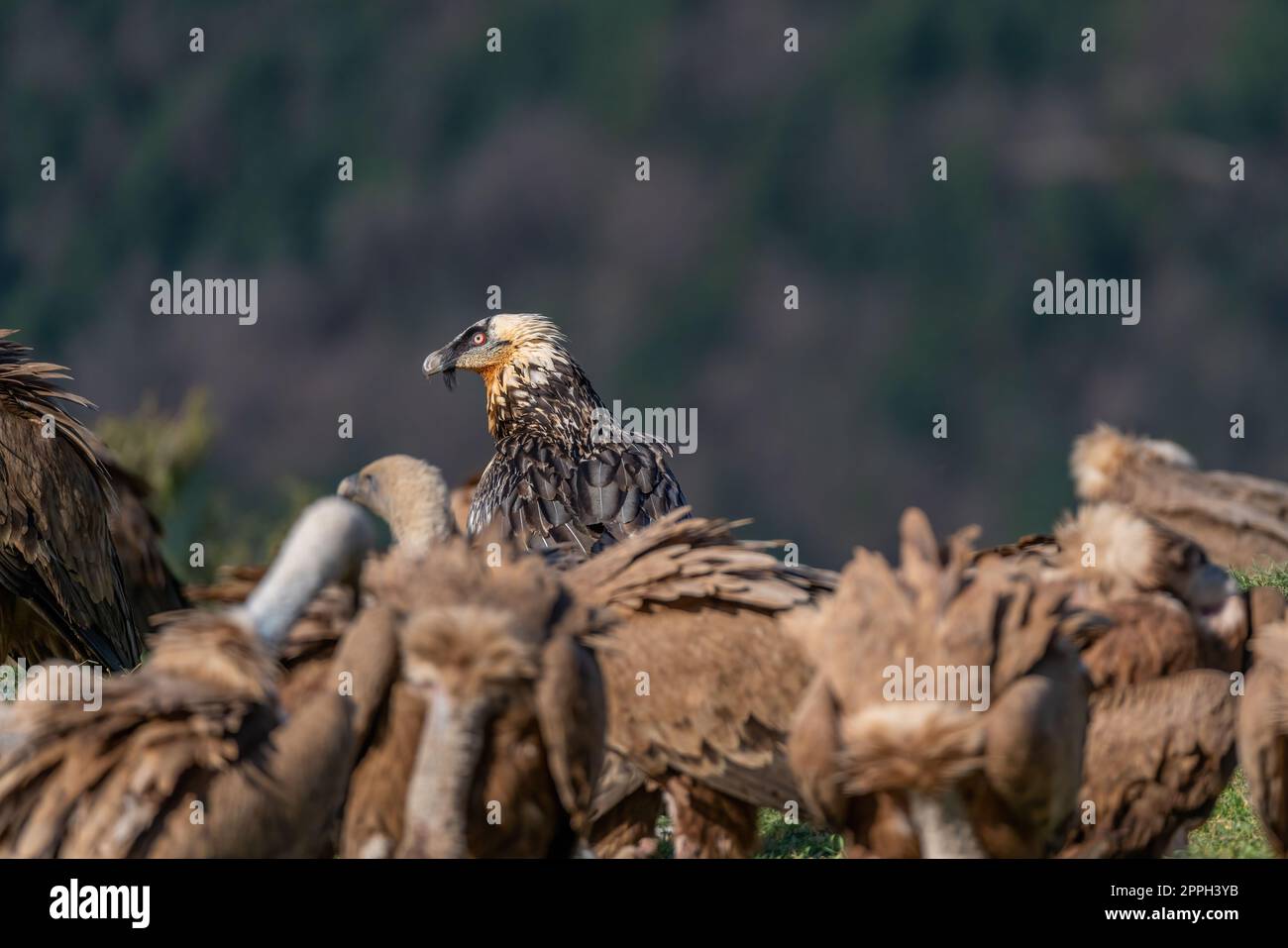 Adult Bearded Vulture perched with vultures around it Stock Photo - Alamy