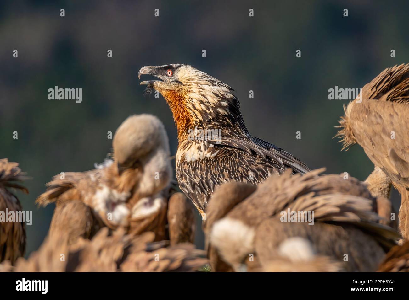 Adult Bearded Vulture perched with vultures around it Stock Photo - Alamy