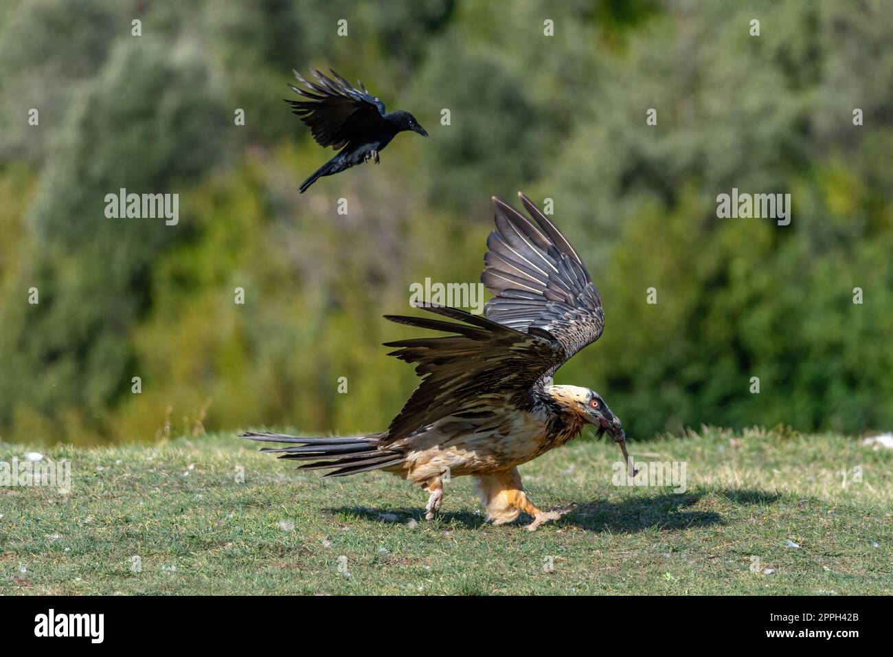 Adult bearded vulture perched next to a crow with a bone in its beak ...