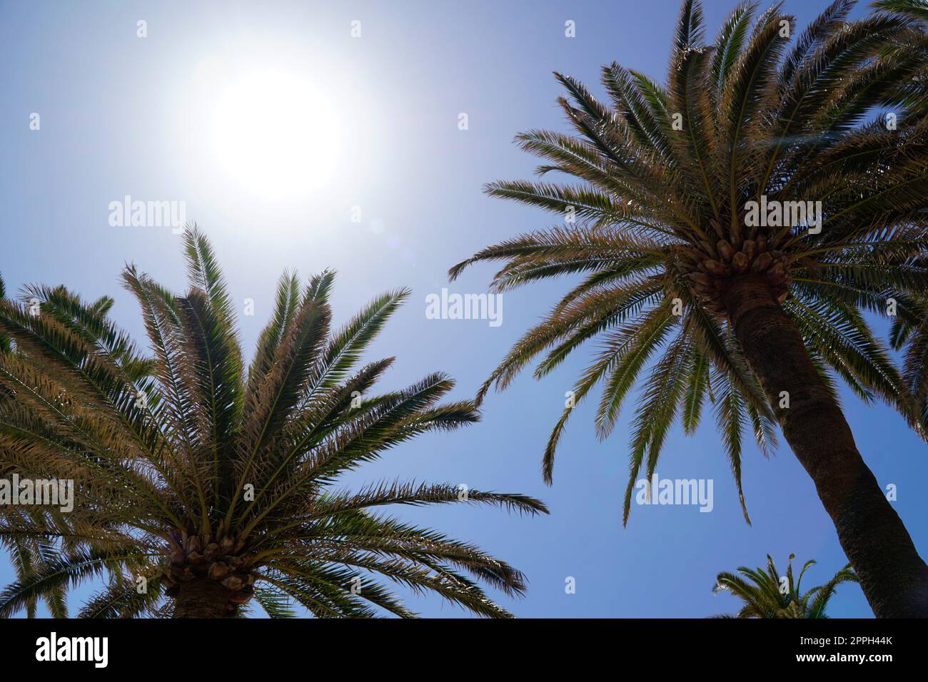 Palm trees and sun on cloudless sky Stock Photo - Alamy