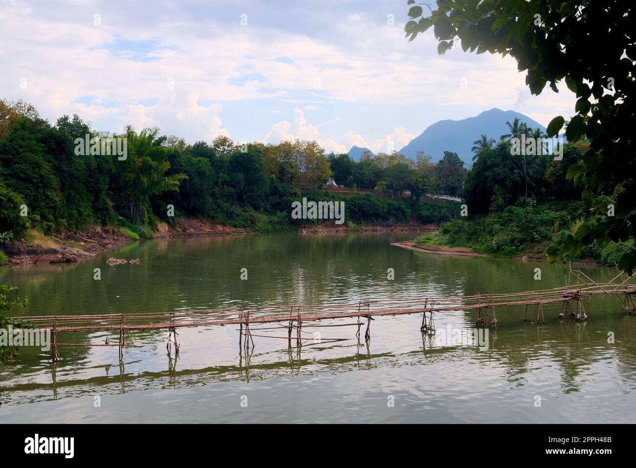 Bamboo Bridge Over Nam Khan River In The Confluence With Mekong River