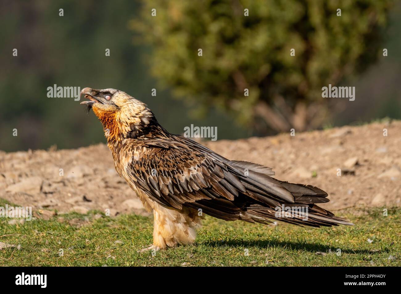 Adult Bearded Vulture swallowing a bone on the ground Stock Photo - Alamy
