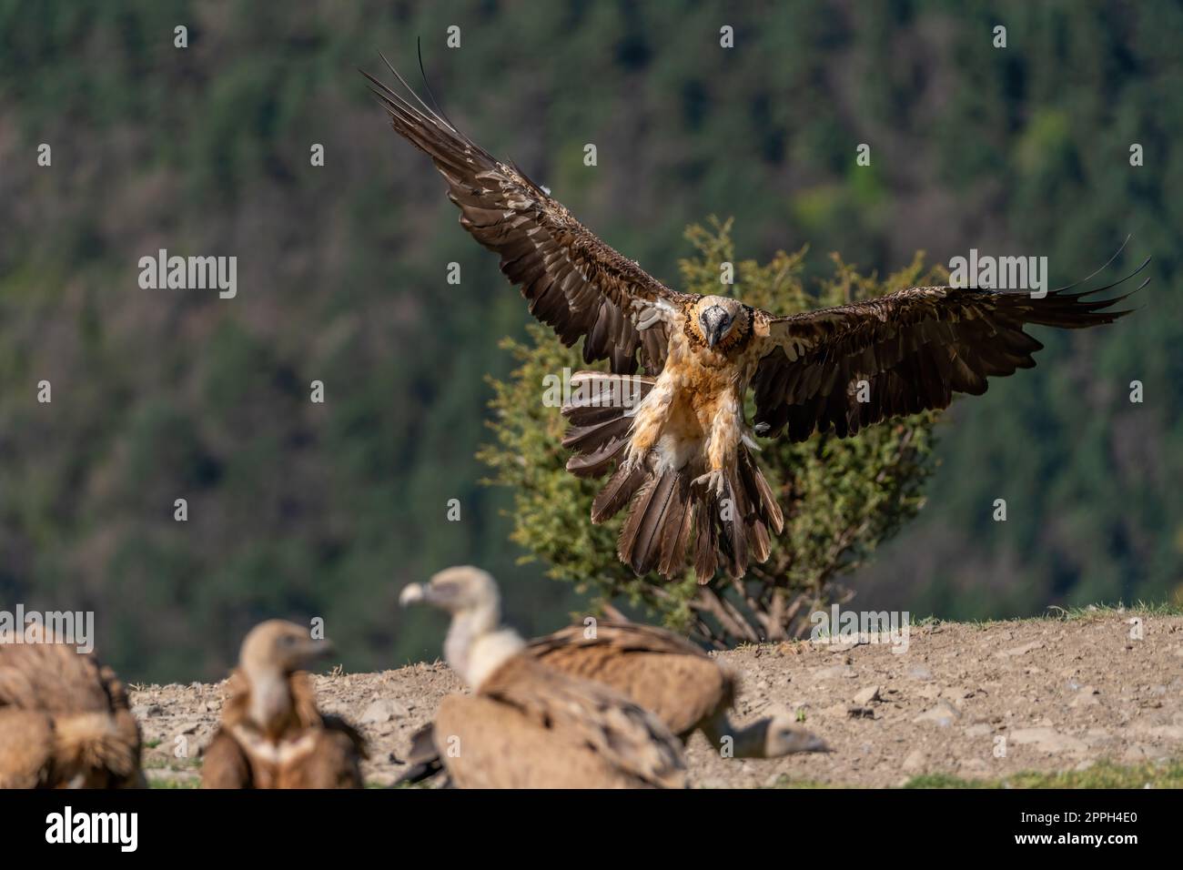 Adult Bearded Vulture landing on the ground with the vultures Stock ...