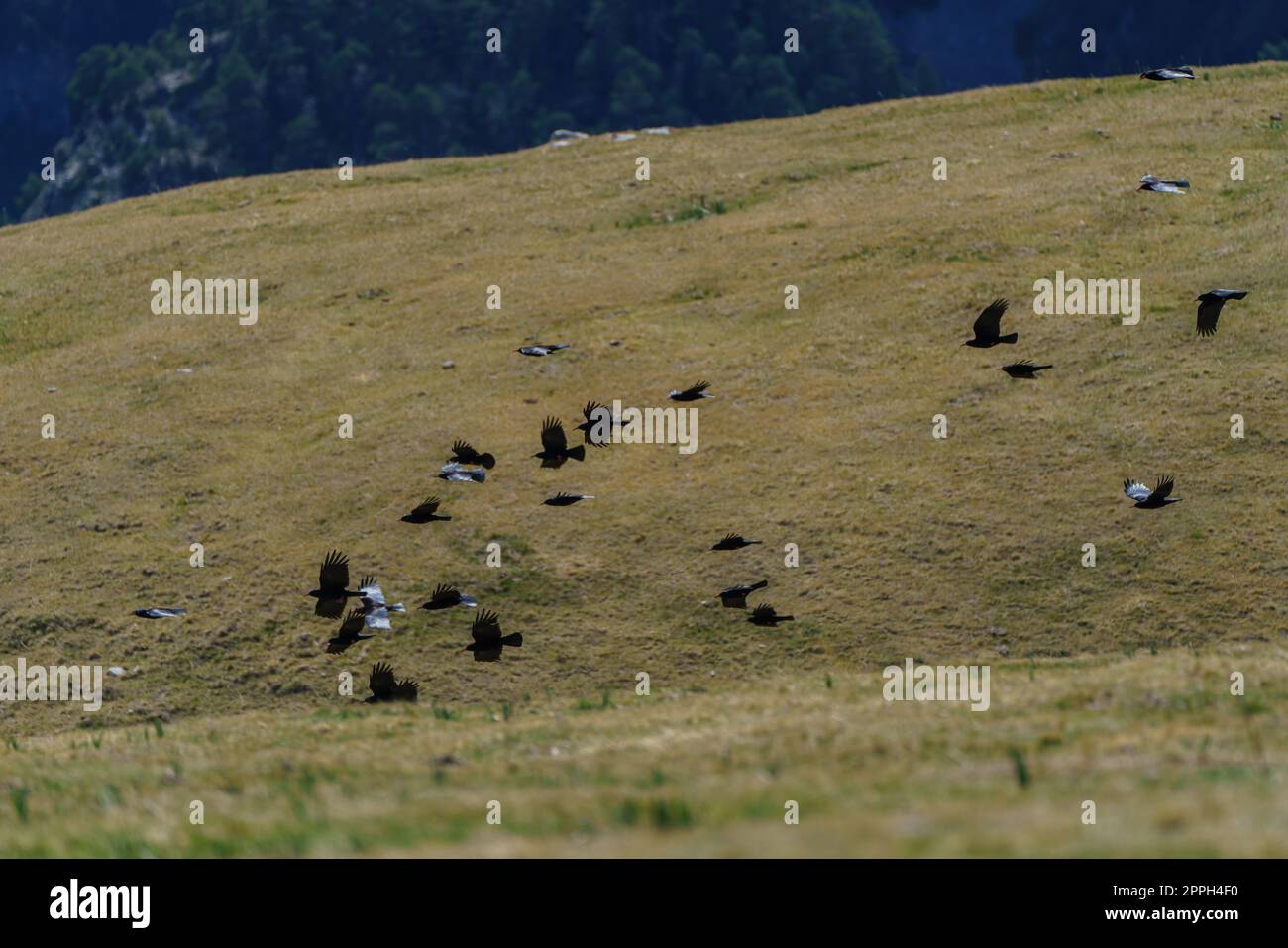 Group of black crows flying near the green grass slope Stock Photo - Alamy