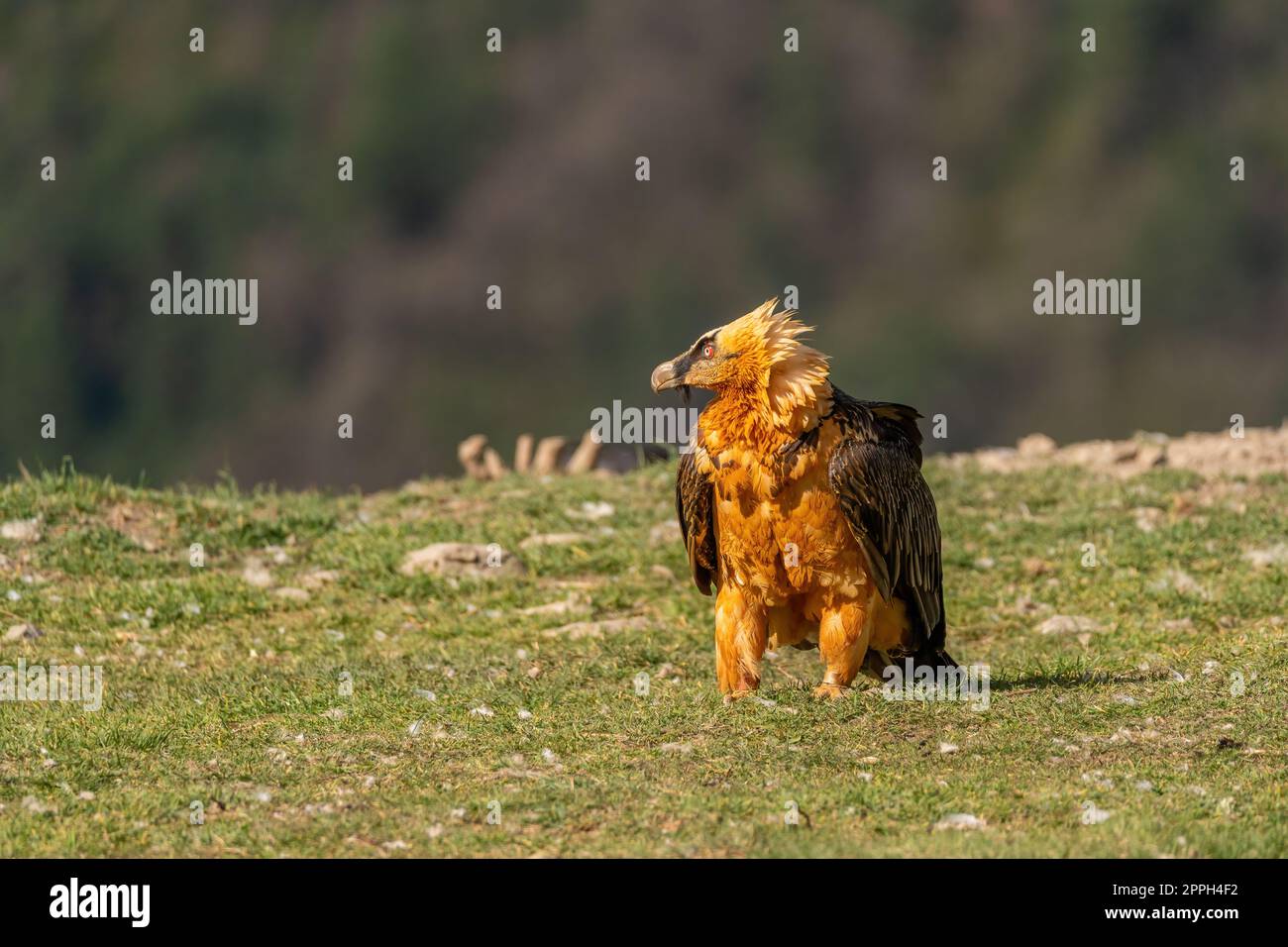 Adult Bearded Vulture perched on the grassy ground and watching Stock ...