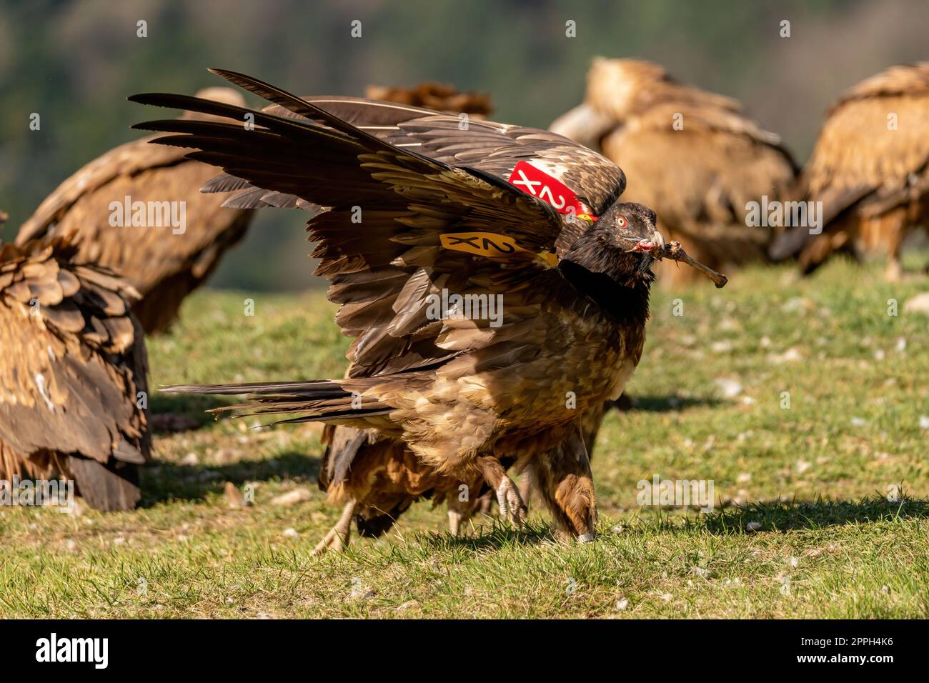 Marked young Bearded Vulture walks among vultures with a bone in its ...
