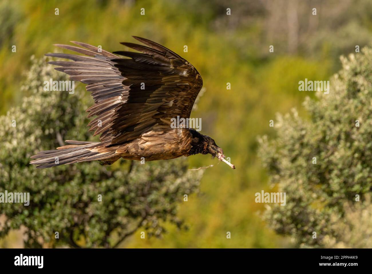 Young bearded vulture flying low with two bones in its beak Stock Photo ...