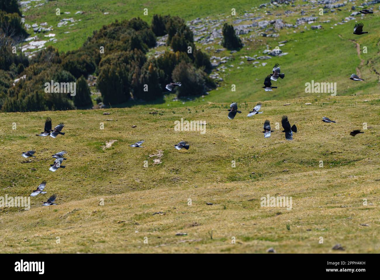 Group of black crows flying near the green grass slope Stock Photo - Alamy