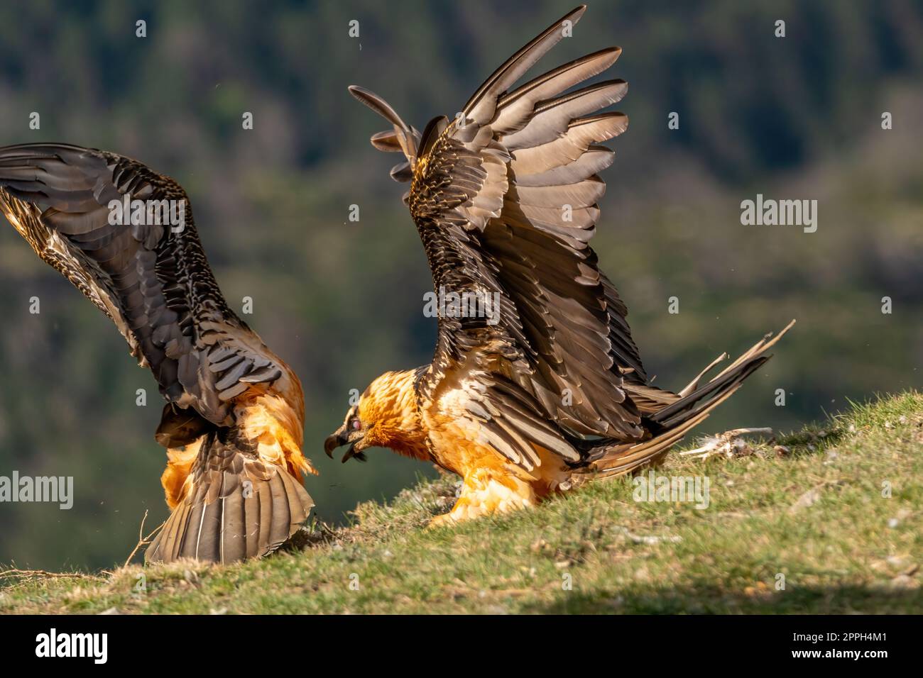 Adult bearded vulture fighting to save its beak bone Stock Photo - Alamy