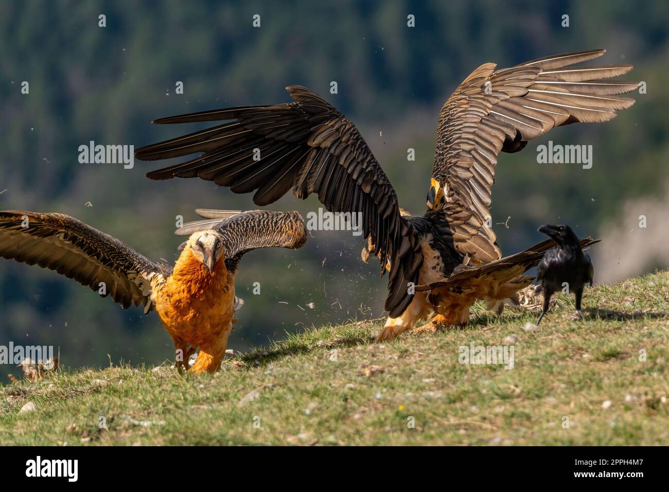 Bearded vulture fighting to save its beak bone Stock Photo - Alamy