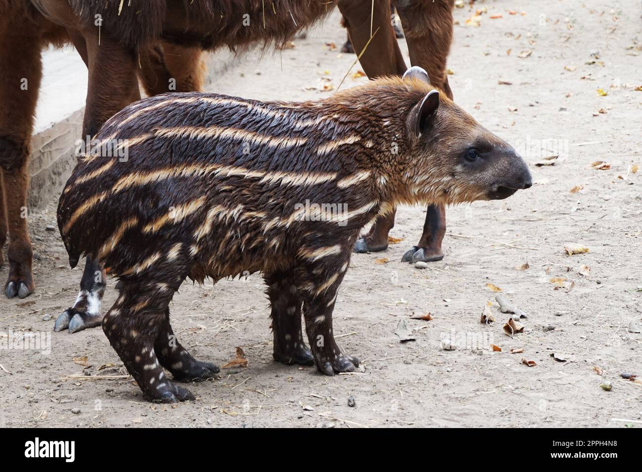 small tapir pig as very nice cute animal Stock Photo - Alamy