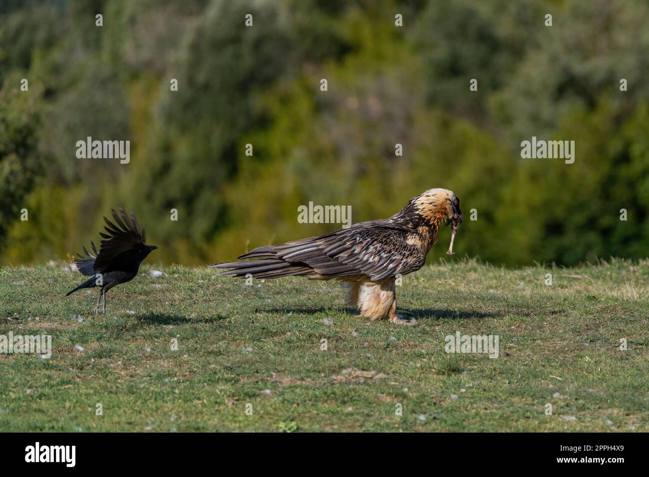 Adult Bearded Vulture with a bone in its beak and a black bird nearby ...