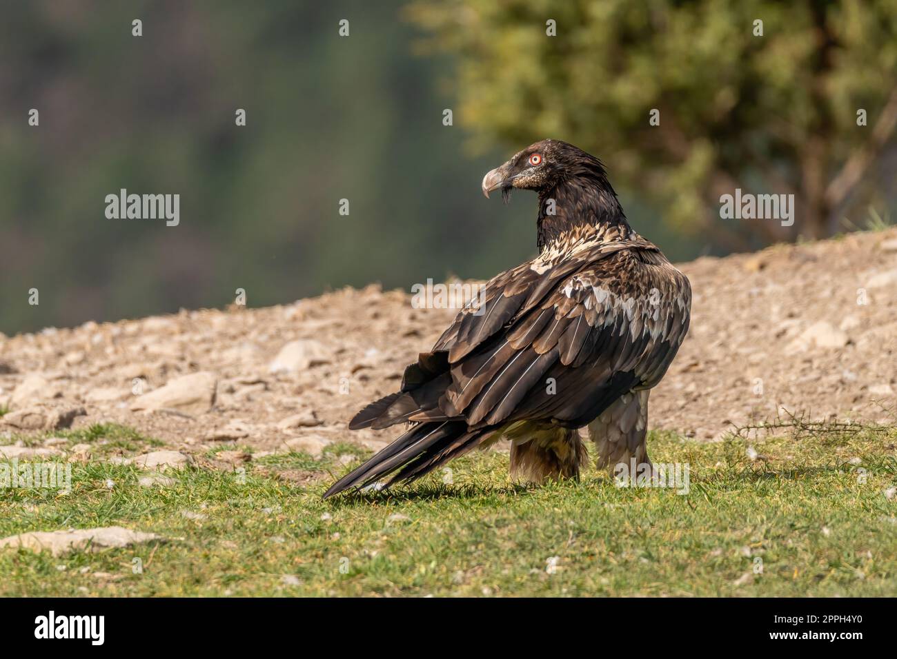 Young Bearded Vulture perched on the ground and looking defiantly at ...