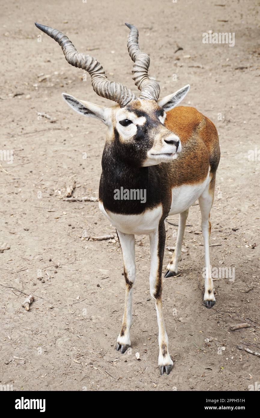 antelope male animal as very nice portrait Stock Photo - Alamy